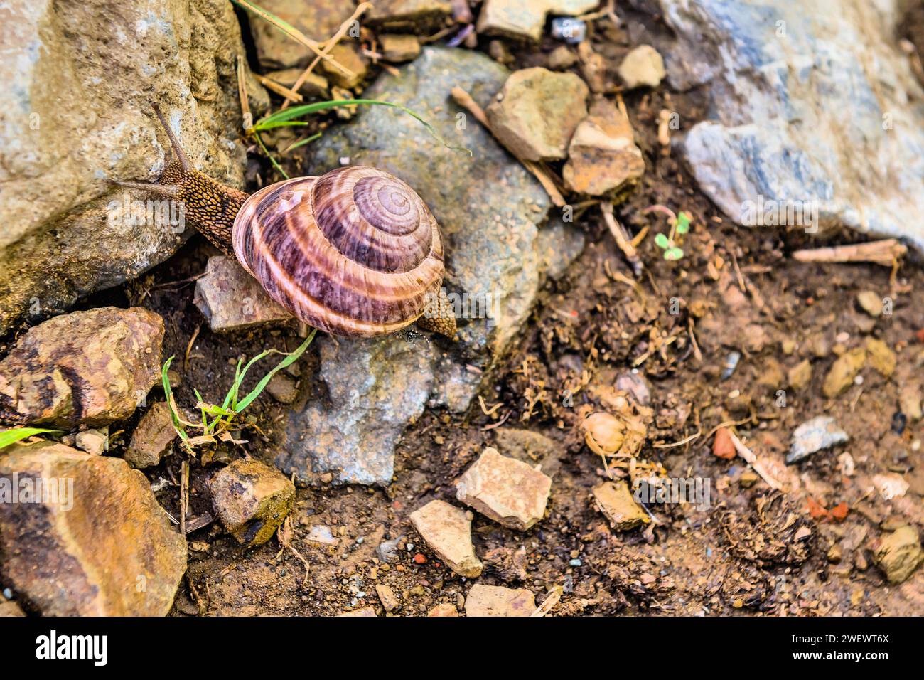Snail crawling across rocks in nature park in Istanbul, Tuerkiye Stock ...