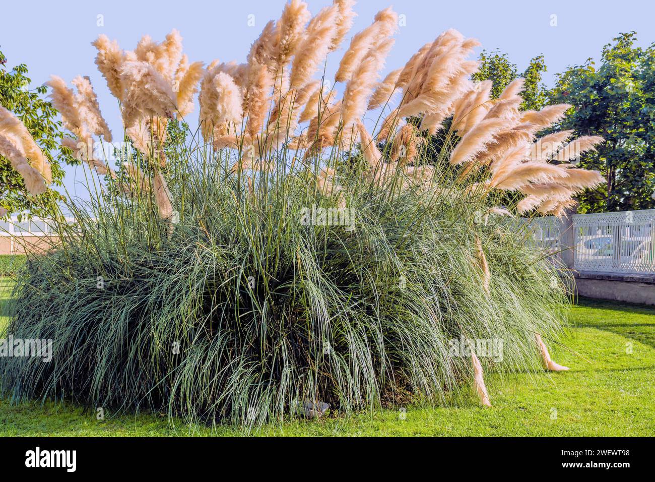 Large bush of pampas ornamental grass in garden in Istanbul, Tuerkiye ...