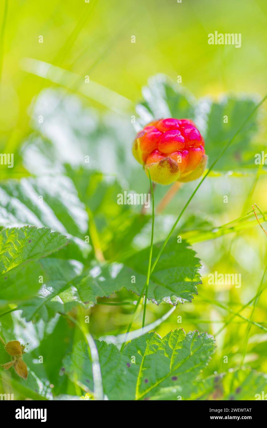 Cloudberry (Rubus chamaemorus), portrait format, nature shot, close-up ...