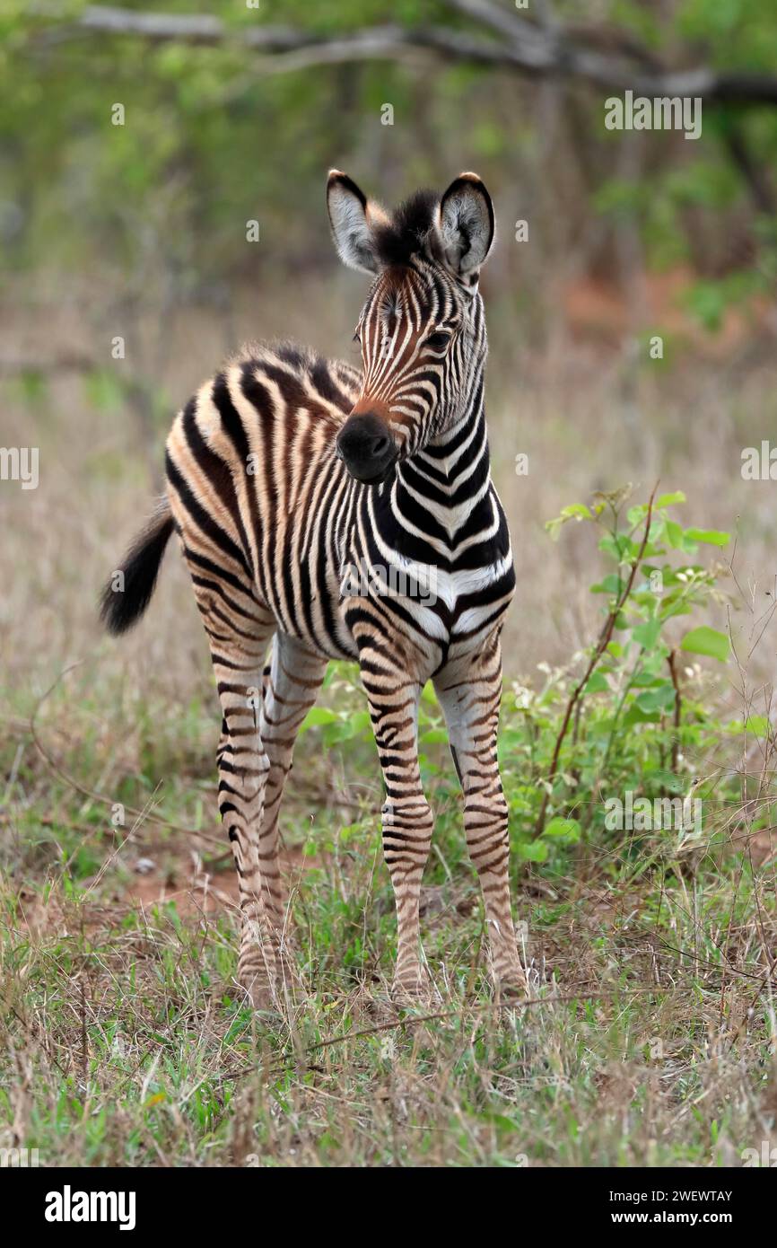 Burchell's zebra (Equus quagga burchelli), young animal, alert, Kruger ...
