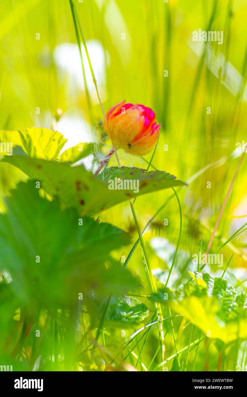 Cloudberry (Rubus chamaemorus), landscape, portrait, nature, close-up ...