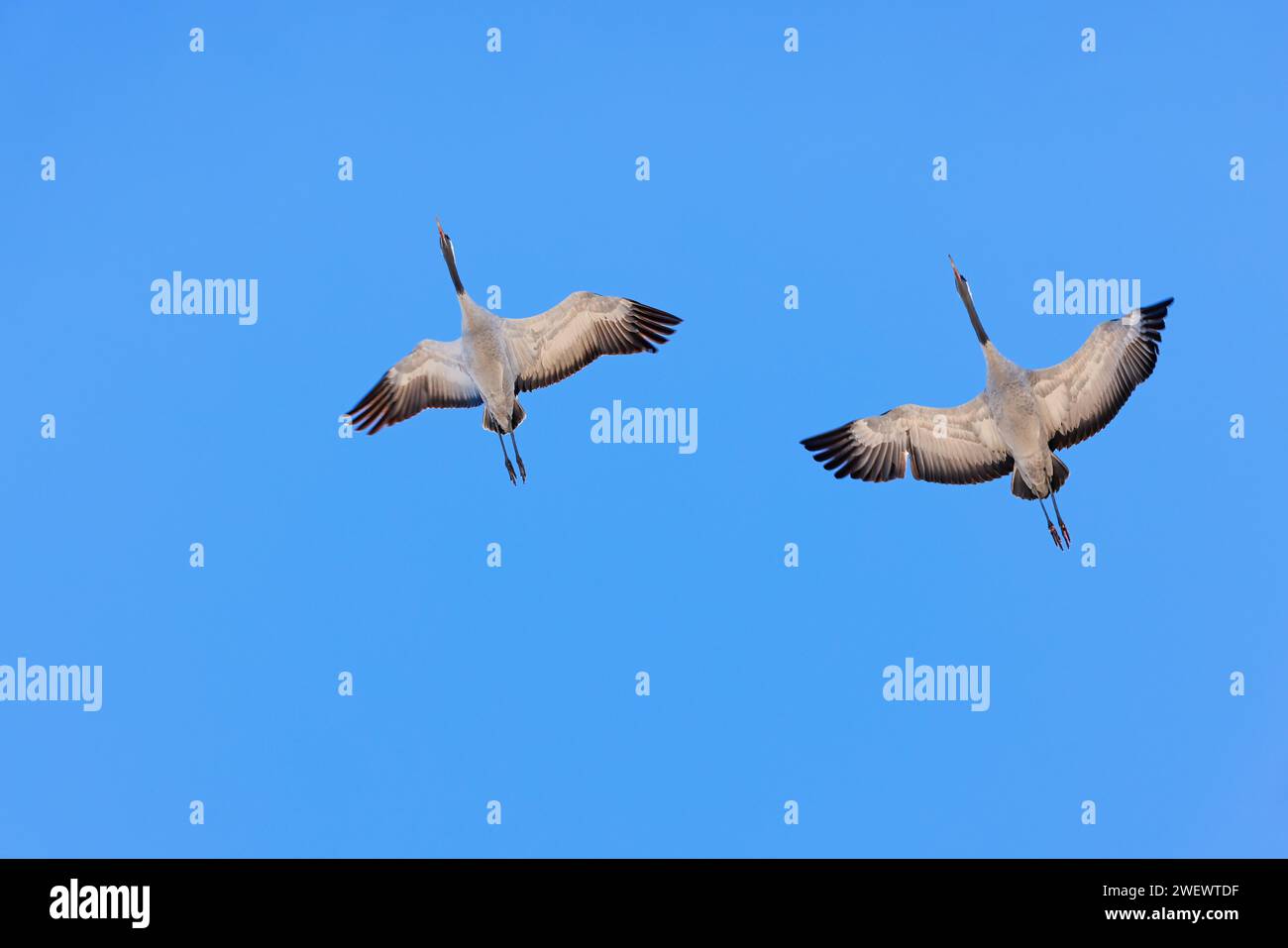 Blue cranes in wild hi-res stock photography and images - Alamy