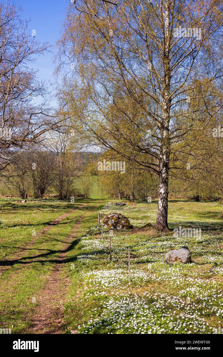 Path in a meadow landscape with flowering Wood anemone (Anemone ...