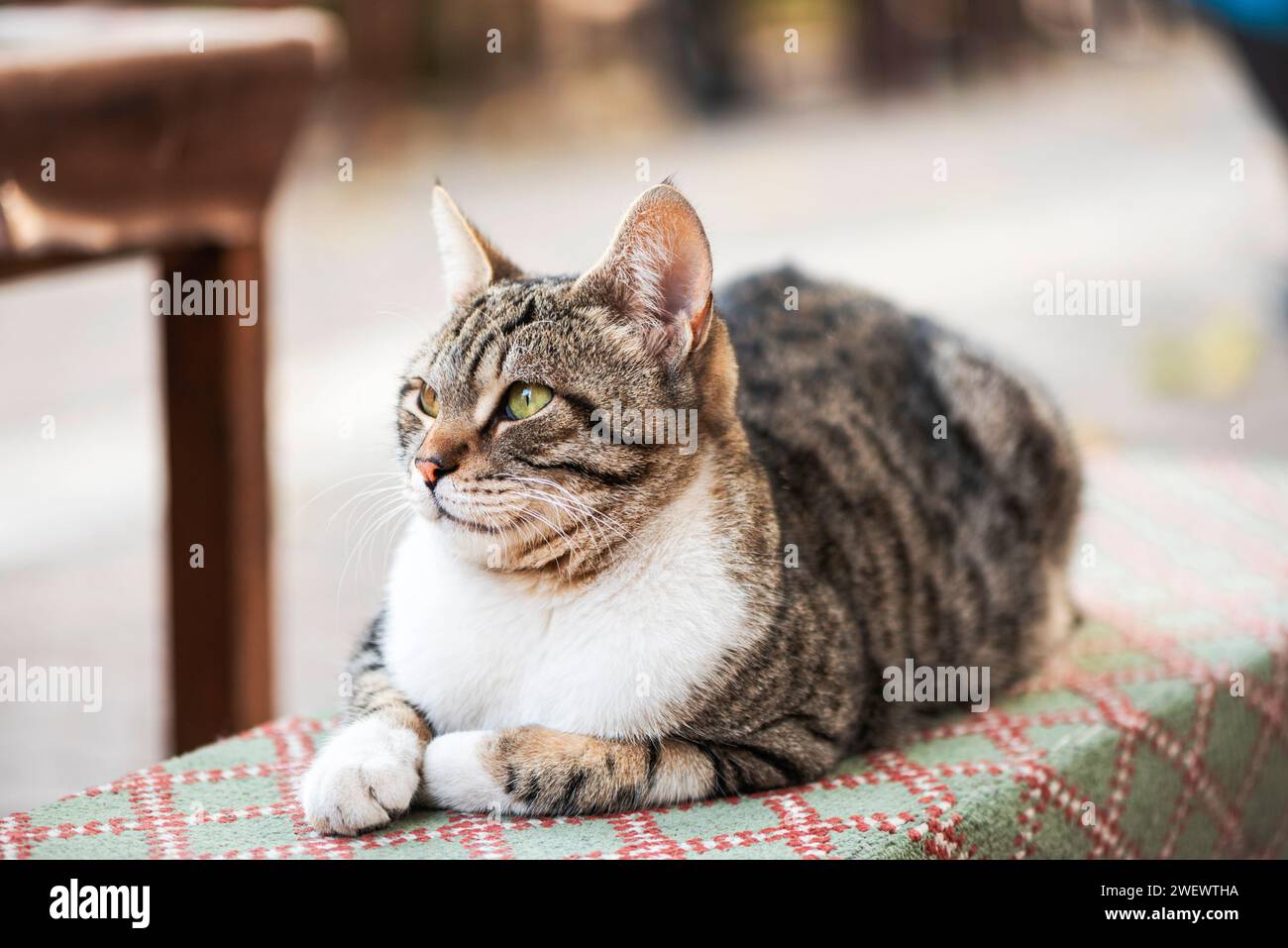 Beautiful stray cat hi-res stock photography and images - Alamy