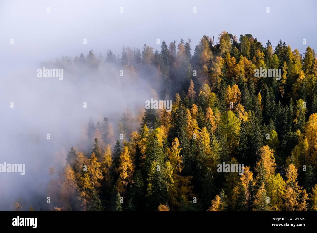 Colourful forest with yellow larch and green pine trees and moving ...