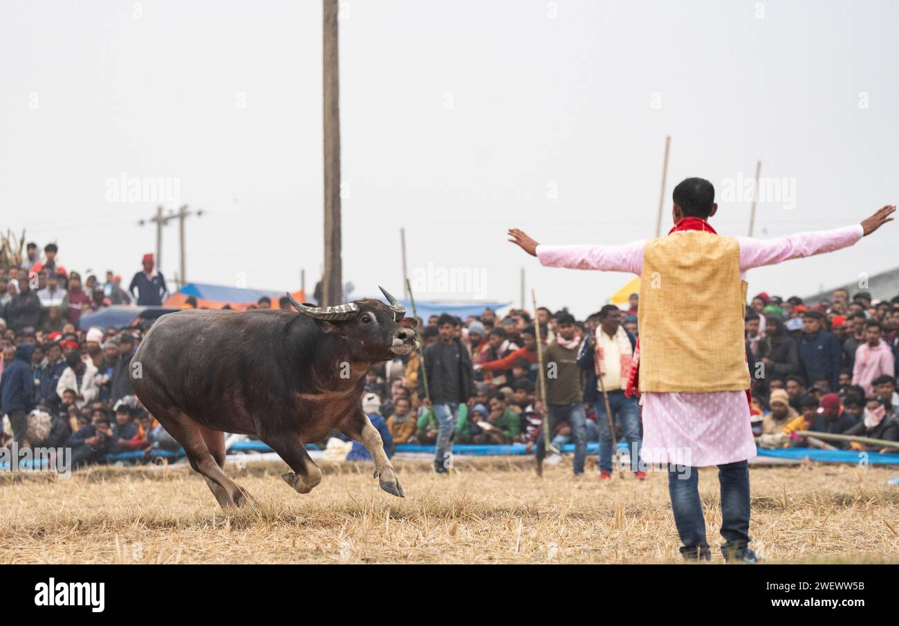 Owner try to control a buffalo during a traditional Moh-Juj (Buffalo ...