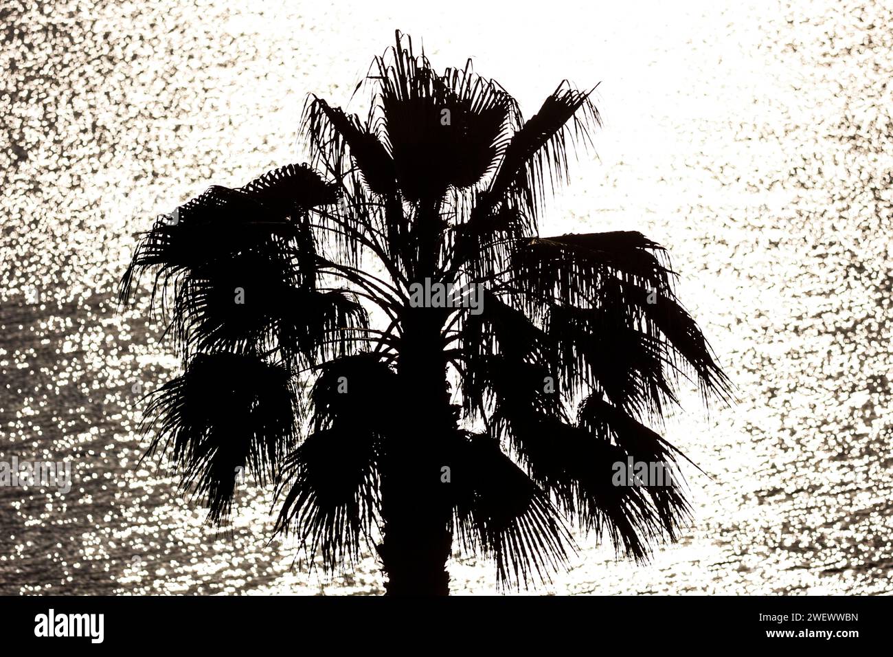Palm tree against the light, Diano Marina, 01.06.2022 Stock Photo - Alamy