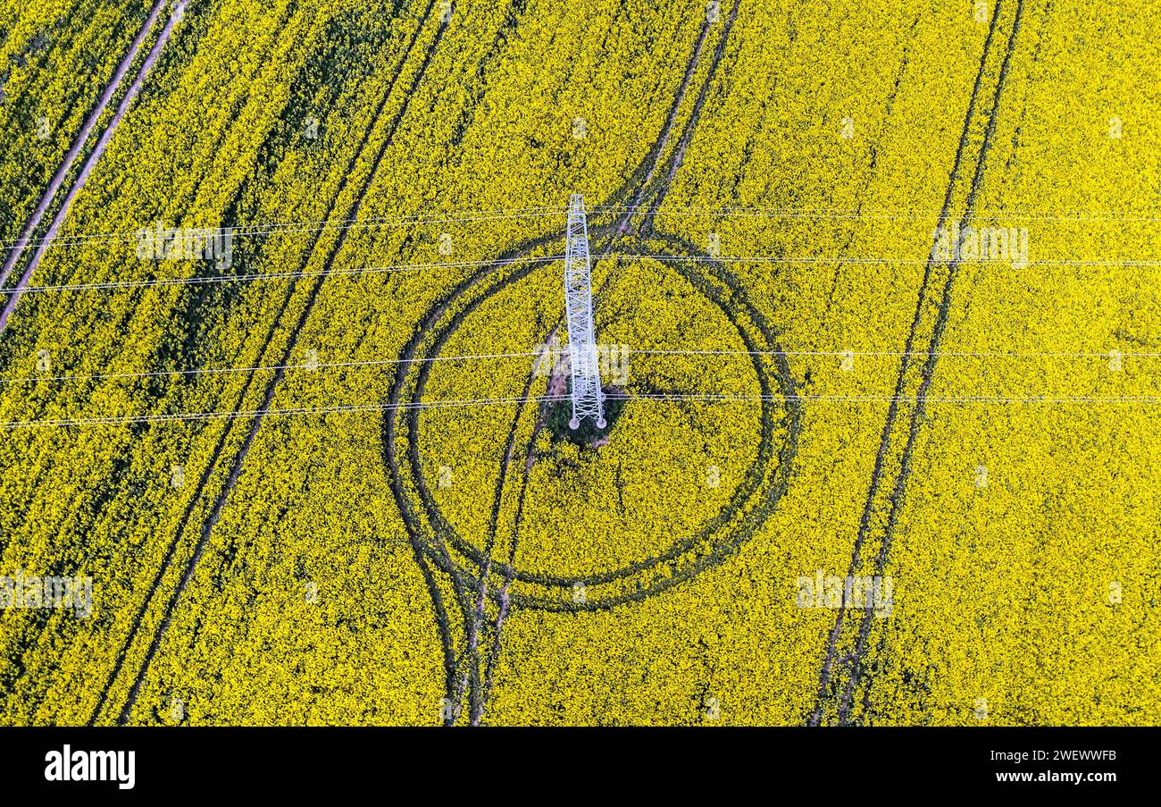 Aerial view of power line with power lines in a rapeseed field, Nauen ...