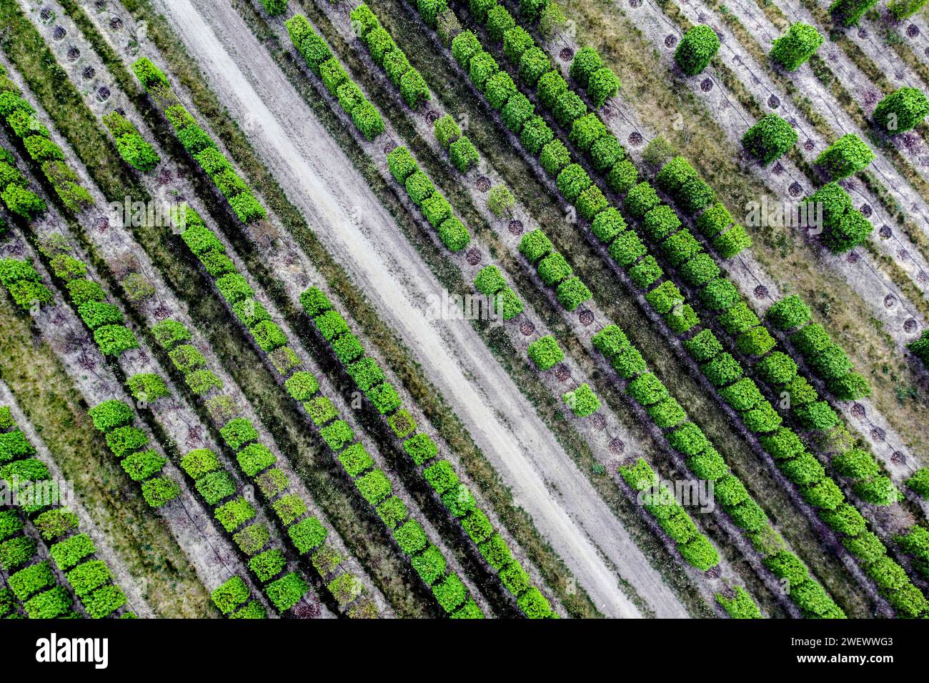 Aerial view of hedges of a tree nursery, Kremmen, 20/05/2022 Stock ...
