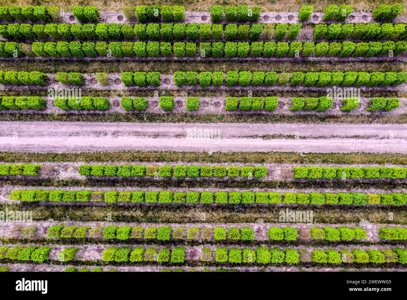 Aerial view tree nursery hi-res stock photography and images - Alamy