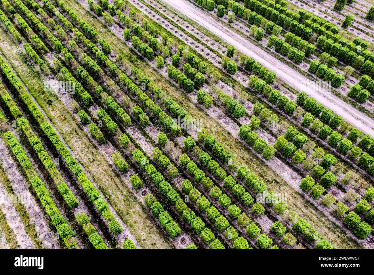 Aerial view of hedges of a tree nursery, Kremmen, 20/05/2022 Stock ...