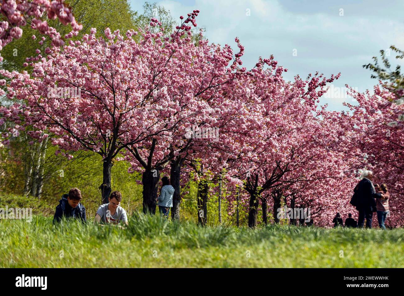 Blossoming cherry trees on the TV-Asahi cherry blossom avenue ...