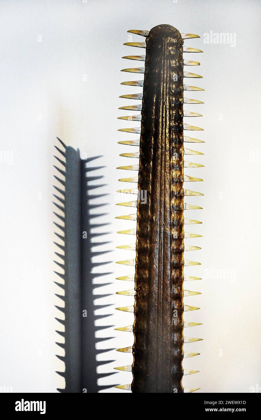 Rostrum of sawfish, South Sea Collection, Oberguenzburg, Allgaeu ...