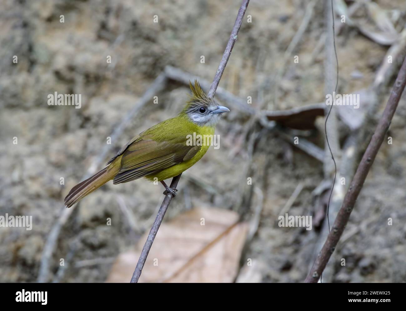 white-throated bulbul,(Phyllastrephus albigularis) is a species of ...
