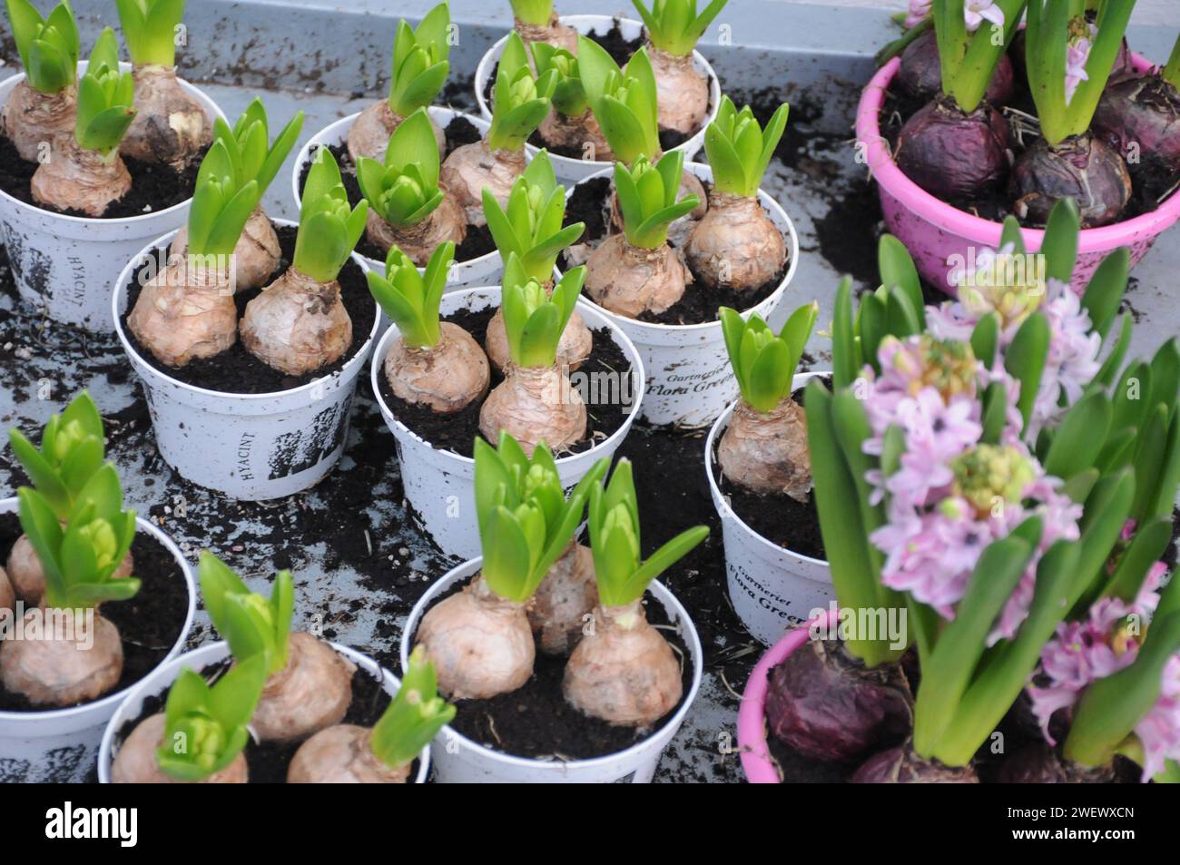Copenhagen, Denmark /27 January 2024/Flower plants plavce for sale in ...