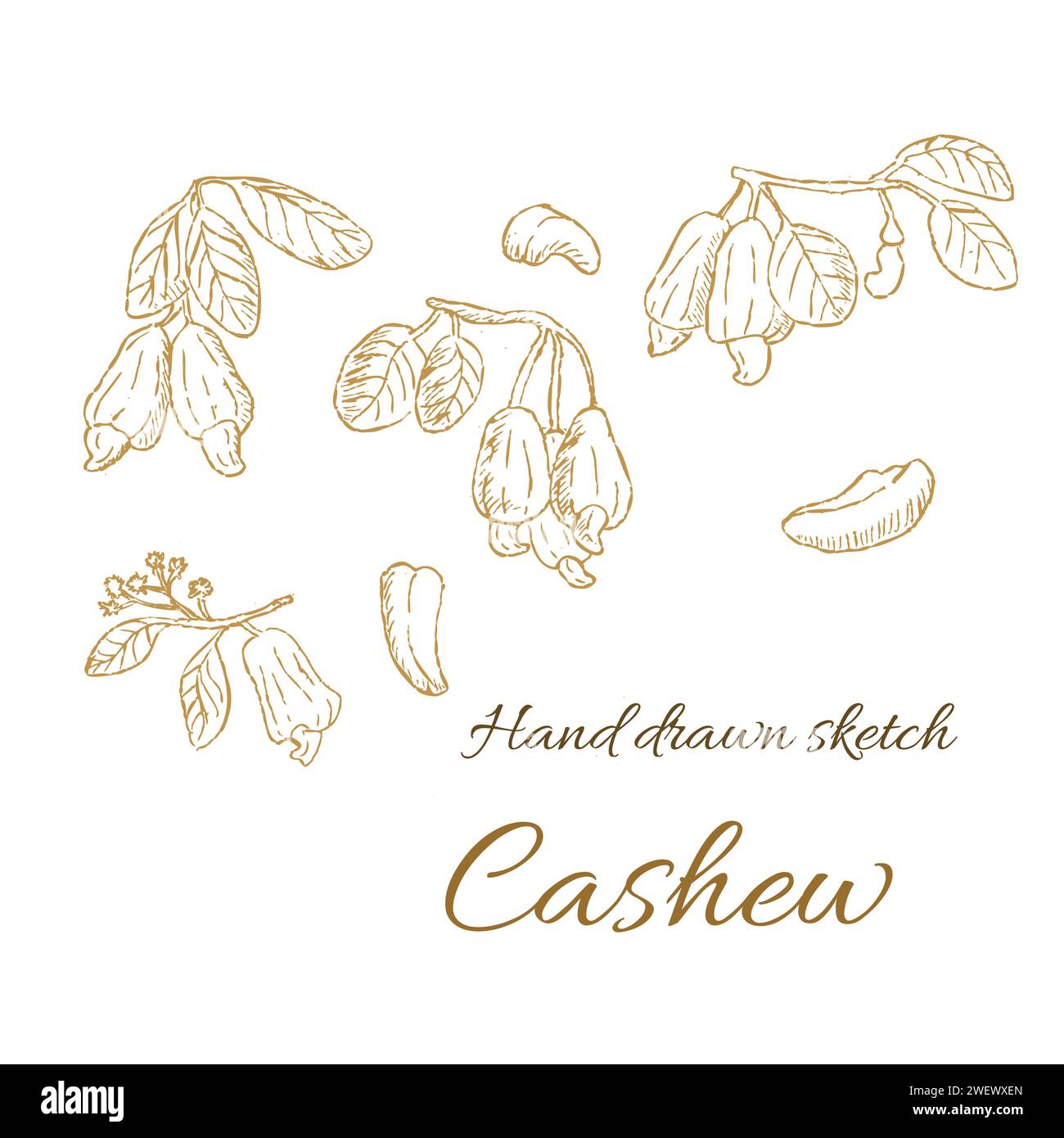 Hand drawn background of Cashew Nuts - cover template. Vector ...