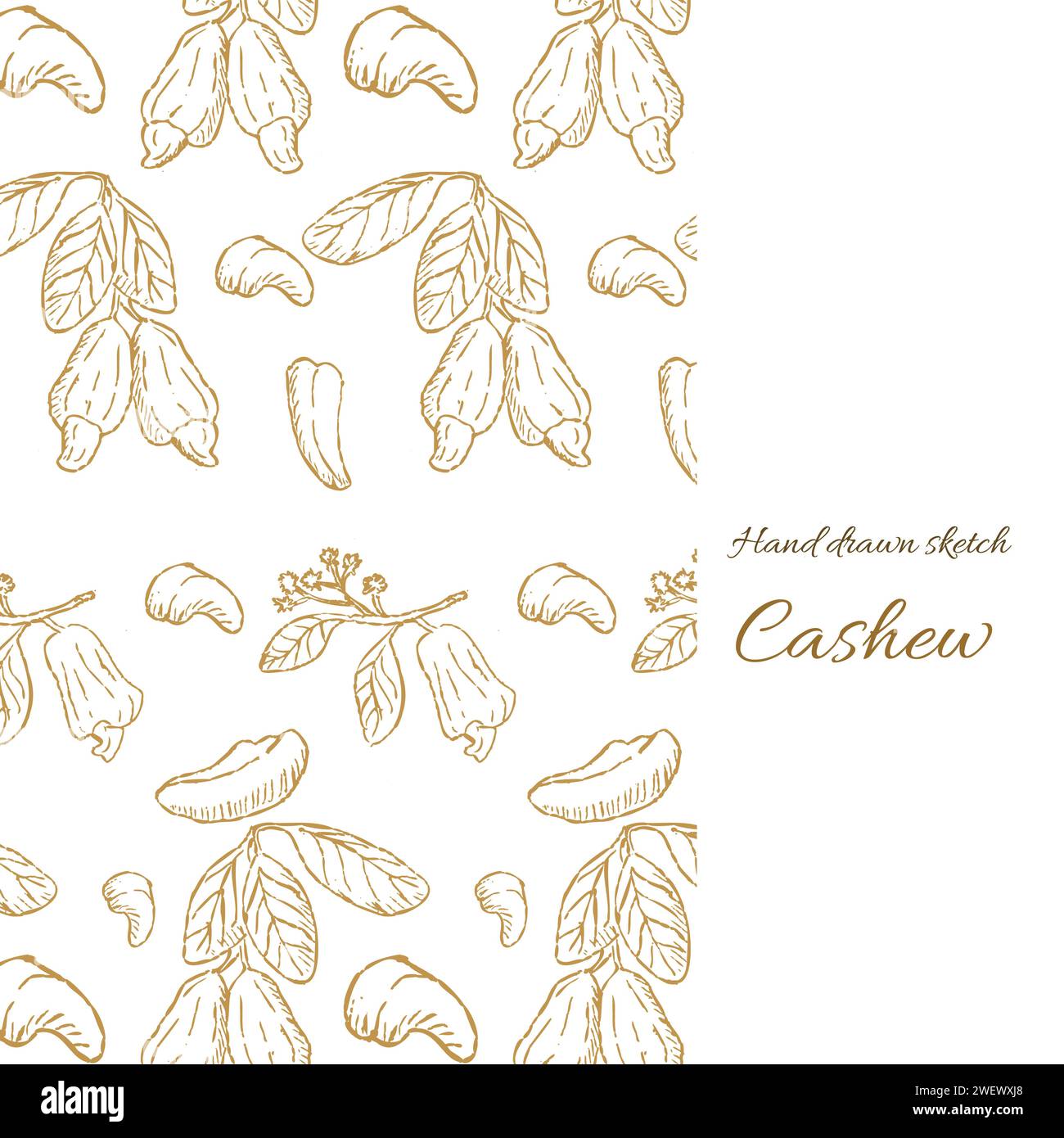 Cashew cover template for food background. Vector illustration with ...