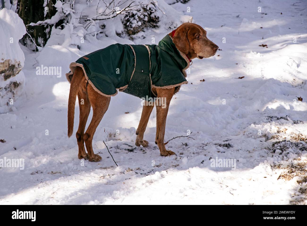 Dog in action Stock Photo - Alamy
