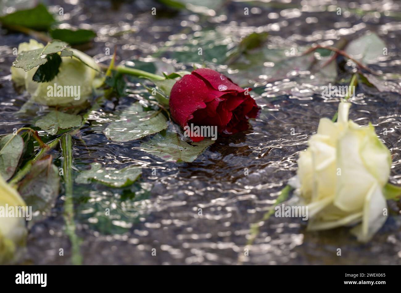 27 January 2024, Brandenburg, Fürstenberg/Havel: White and red roses ...