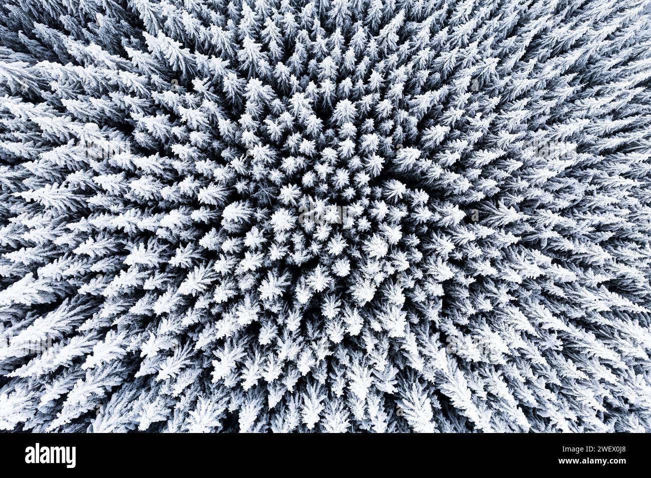 frozen trees topdown aerial view Winter background Stock Photo - Alamy frozen trees topdown aerial view Winter background Stock Photo - Alamy