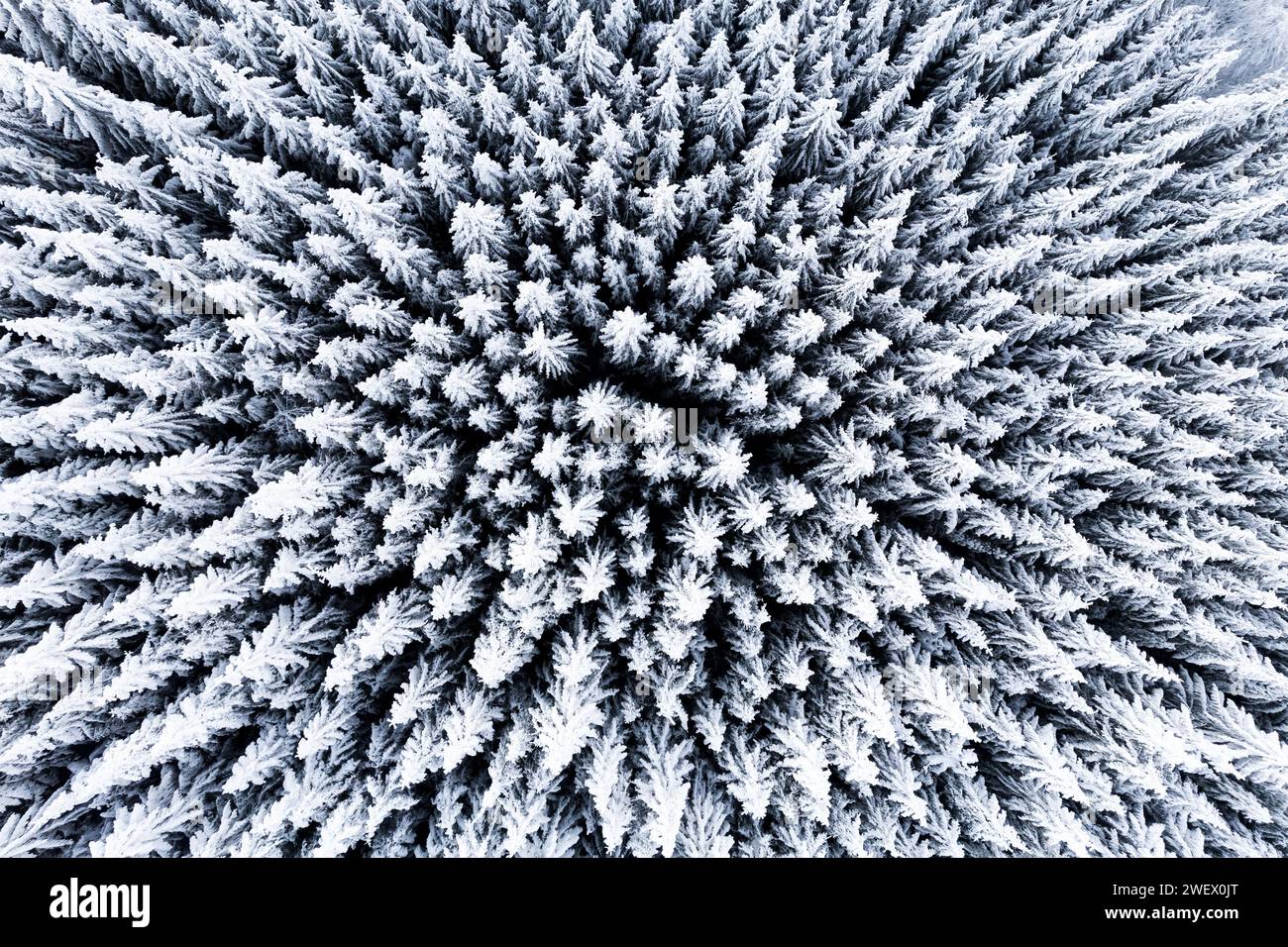 Top view tree icons hi-res stock photography and images - Alamy