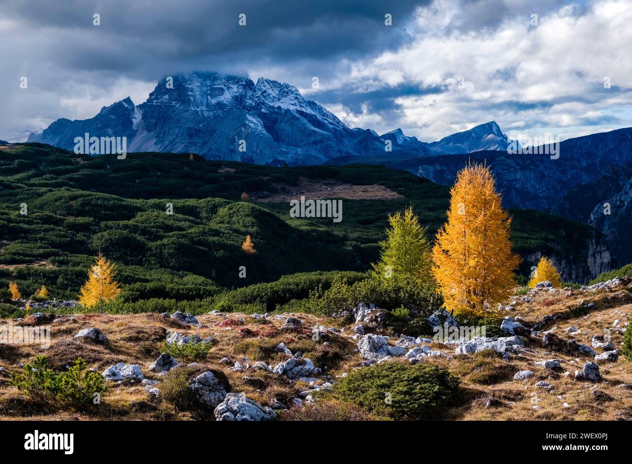 Yellow solitary larch trees grow on a rocky meadow in Tre Cime National ...