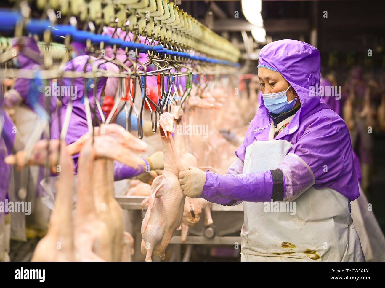 Meat duck hi-res stock photography and images - Alamy