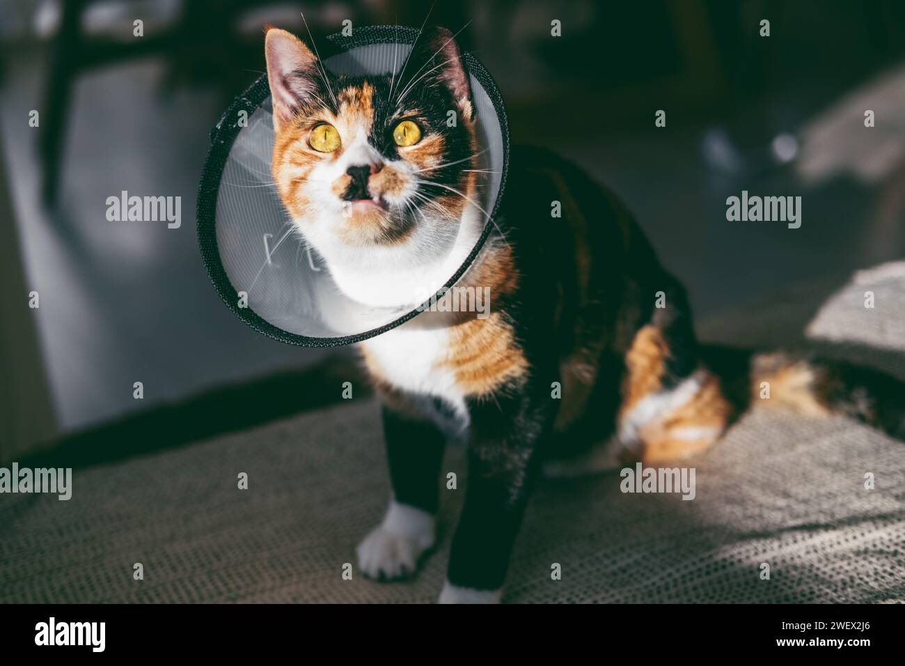 Elizabethan type collar hi-res stock photography and images - Alamy