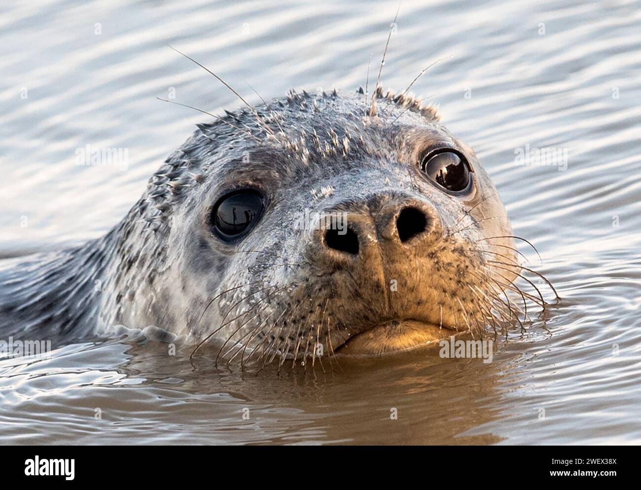 Friedrichskoog, Germany. 27th Jan, 2024. Grey seal Toni swims in the ...