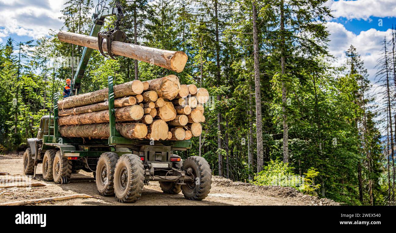 Truck loading wood in the forest. Loading logs onto a logging truck ...