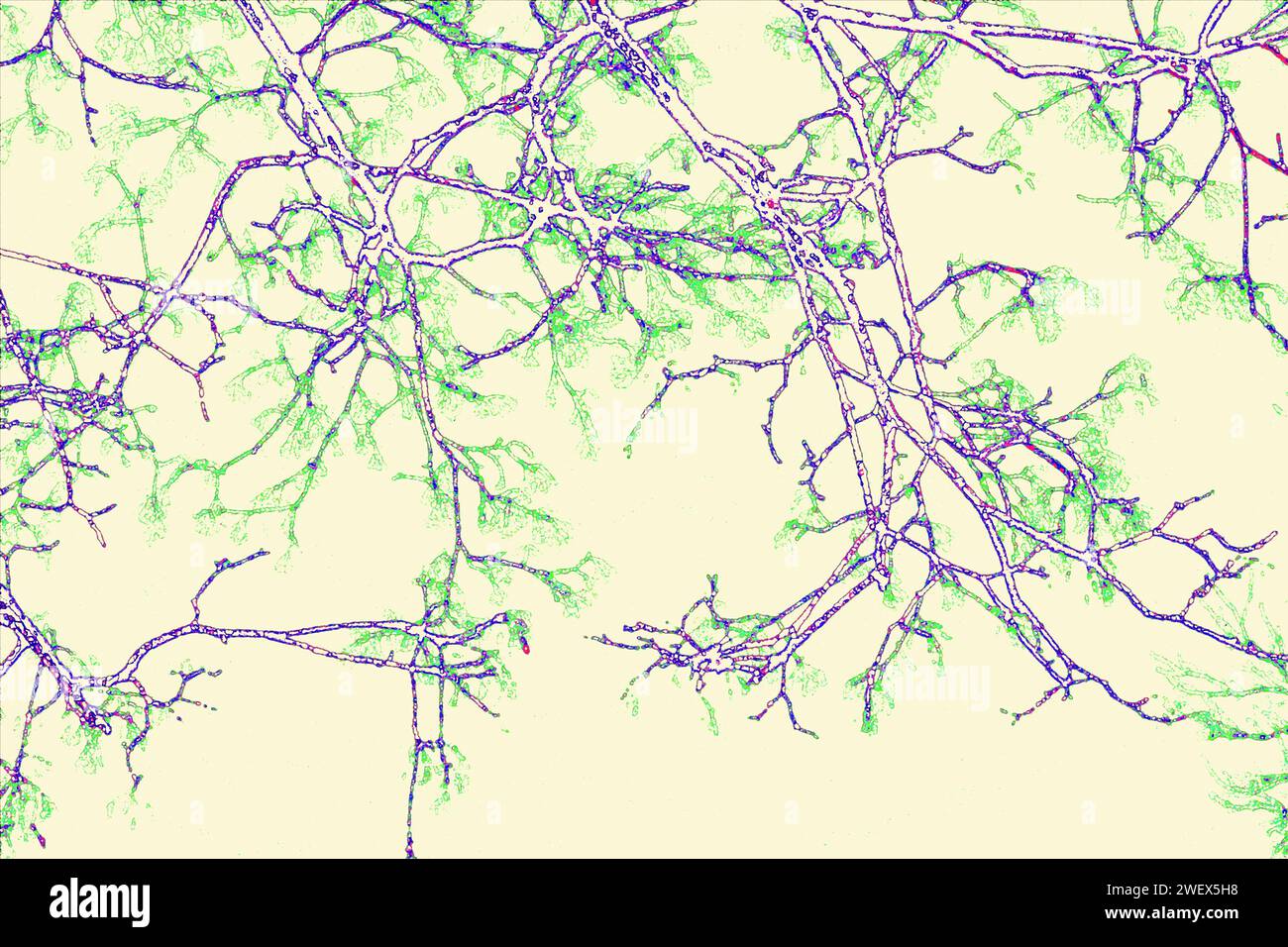 Leaf veins abstract drawing hi-res stock photography and images - Alamy