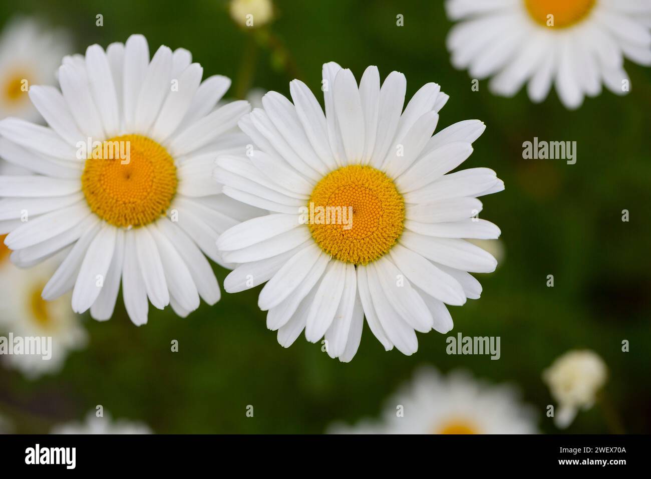 White matricaria flowers on hi-res stock photography and images - Alamy