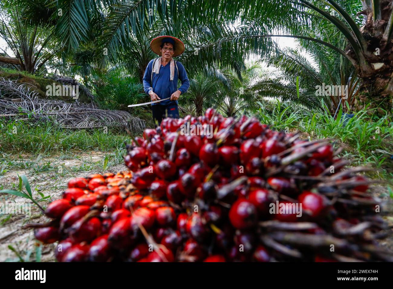 Selengau, Sarawak, East Malaysia. 26th Jan, 2024. Indigenous Iban Mr ...
