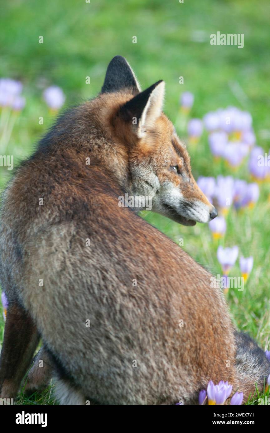 False crocus hi-res stock photography and images - Alamy