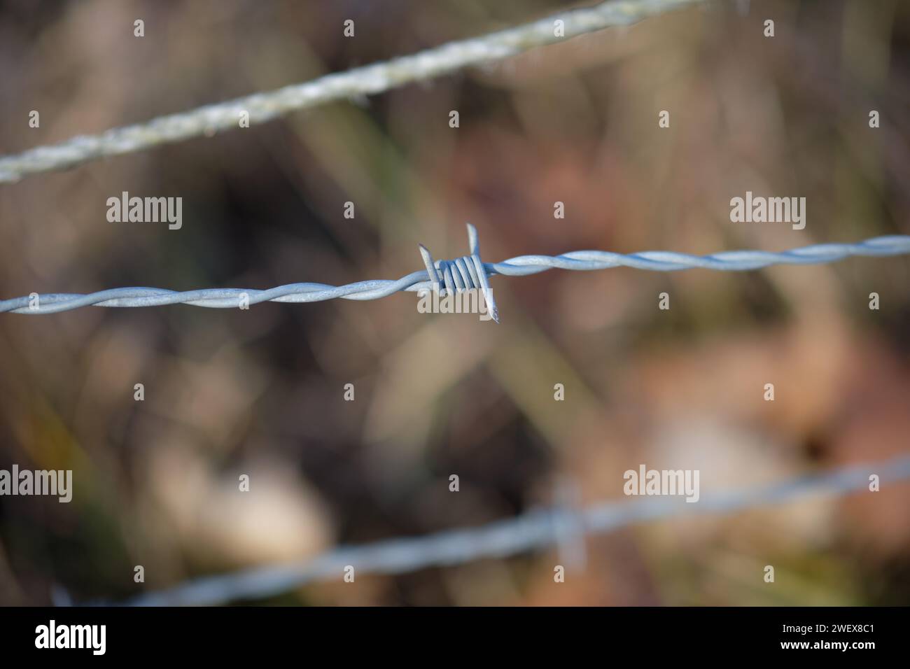 Barbed wire close-up image and blurry background on a swedish farm ...