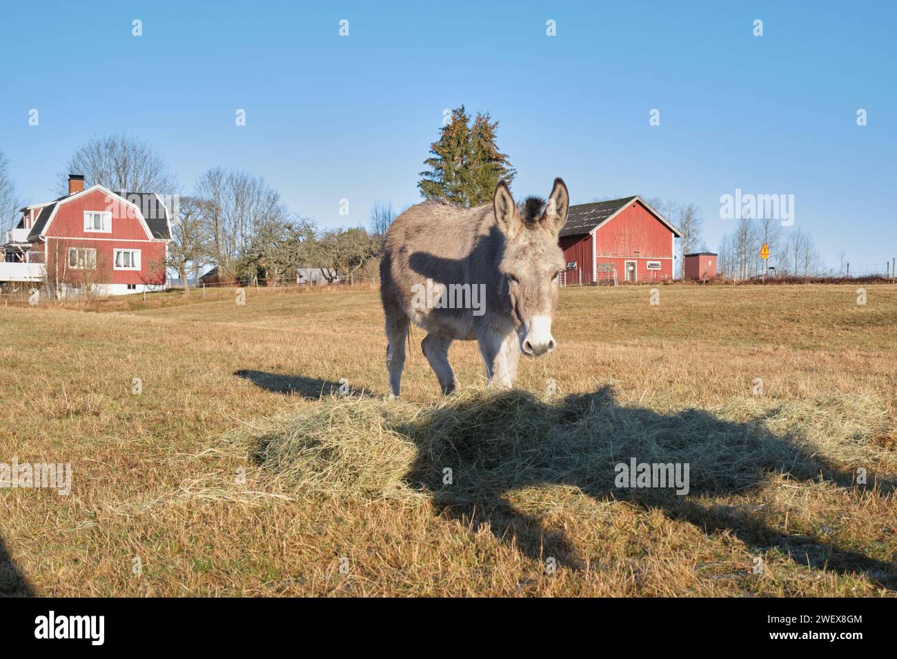A gray donkey eats in the pasture in Skaraborg in Vaestra Goetaland in ...