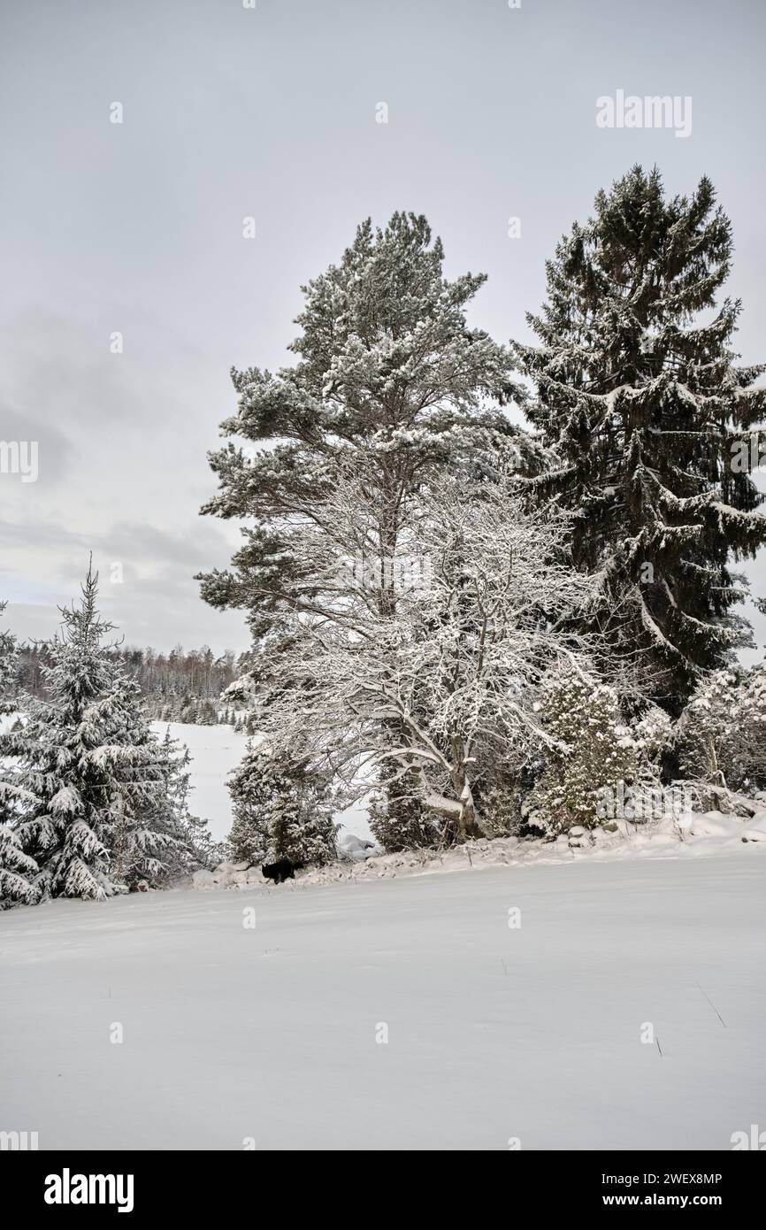 Beautiful winter landscape and farm in December in winter in Bredebolet ...