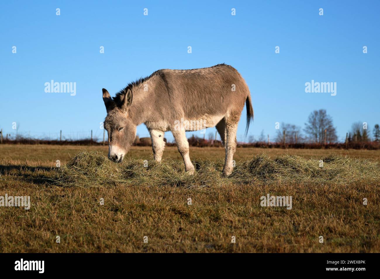 A brown donkey eats in the pasture in Skaraborg in Vaestra Goetaland in ...