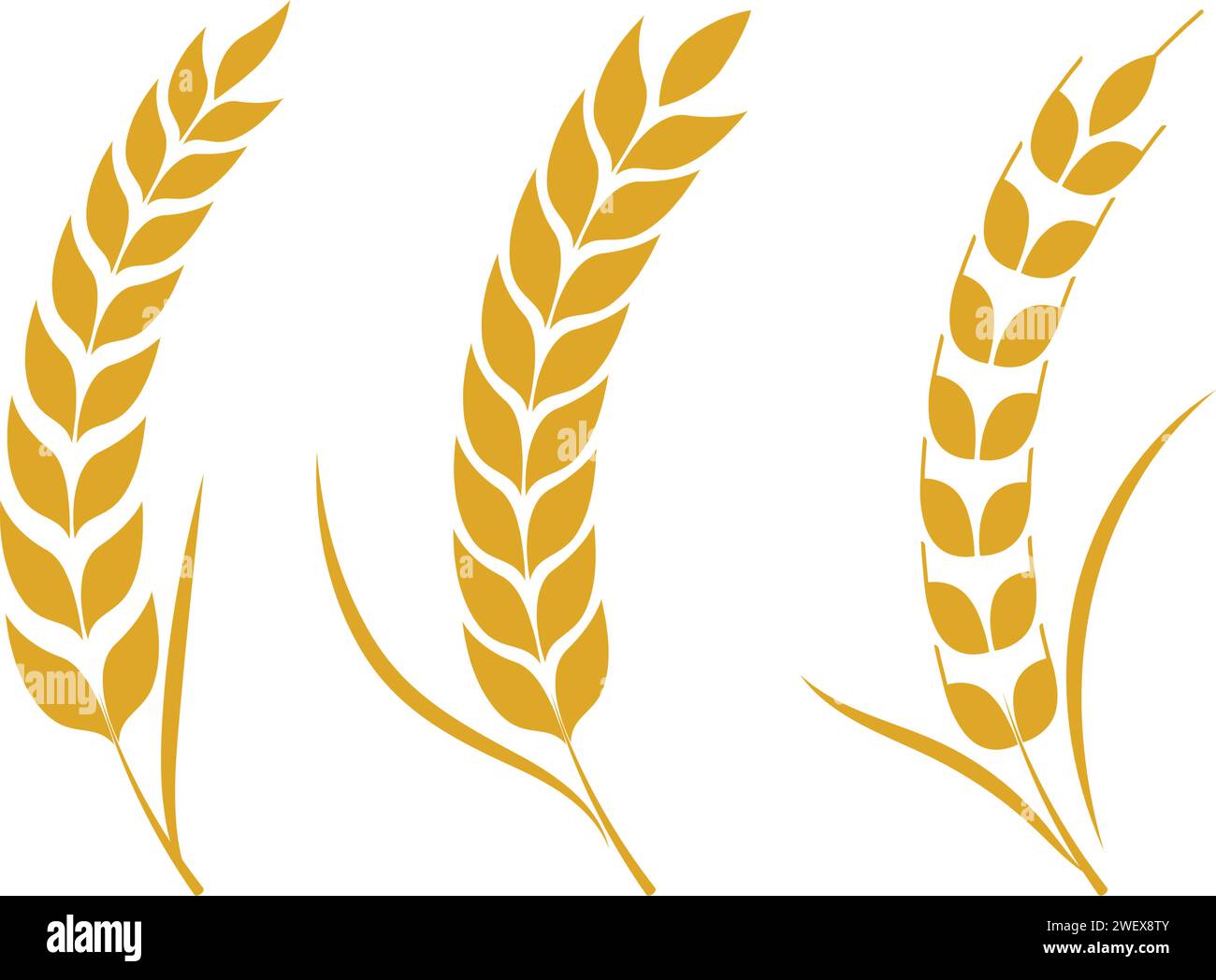 Wheat flour vector vectors Stock Vector Images - Alamy