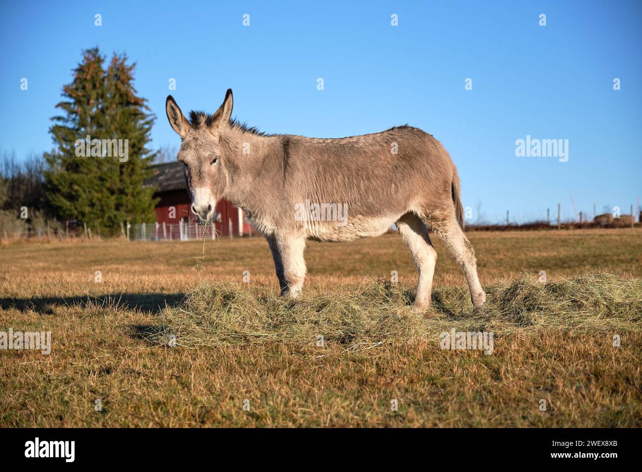 A gray donkey eats in the pasture in Skaraborg in Vaestra Goetaland in ...