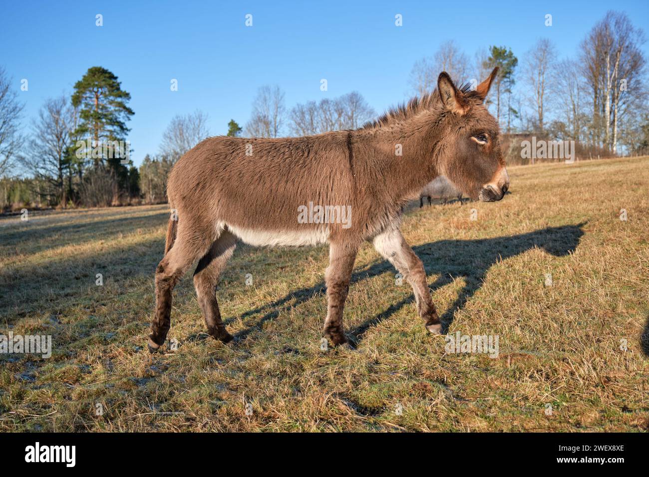 A brown donkey eats in the pasture in Skaraborg in Vaestra Goetaland in ...