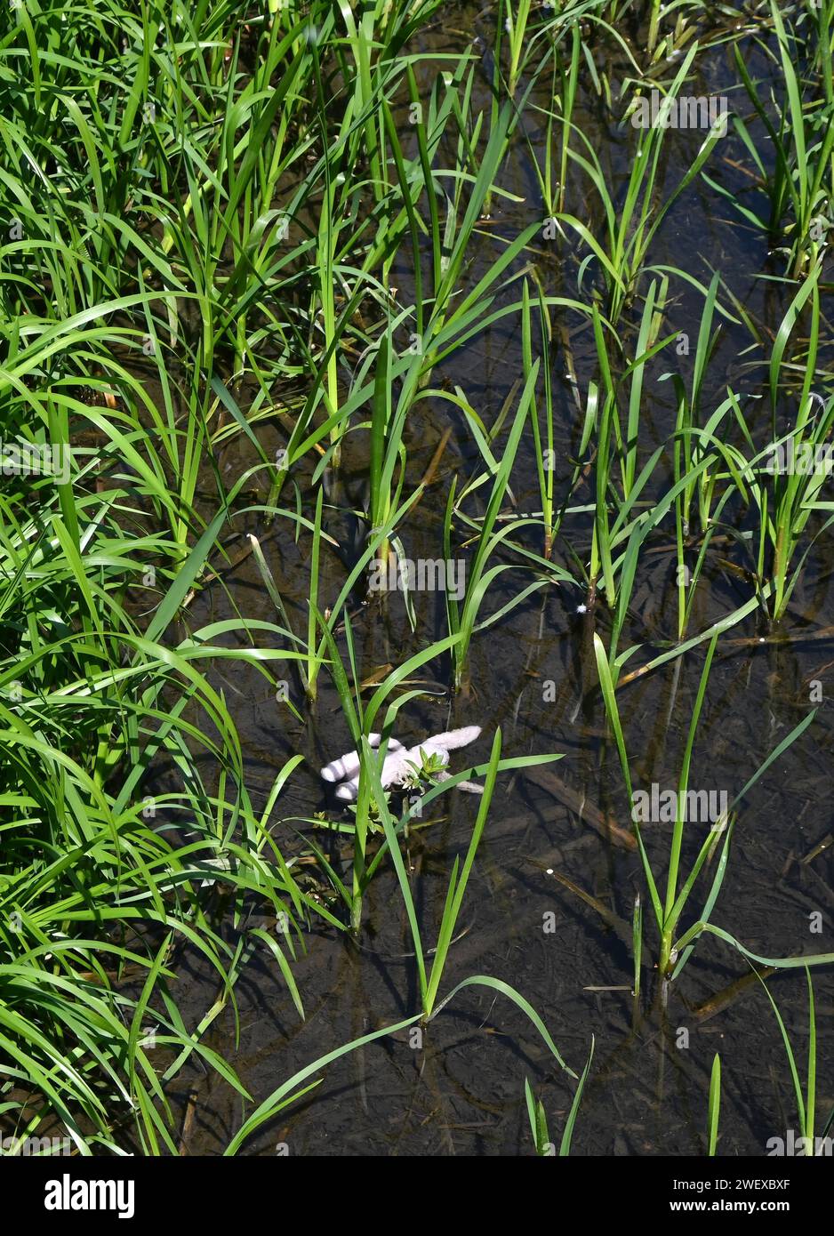 childs rabbit soft toy floating in water Stock Photo - Alamy