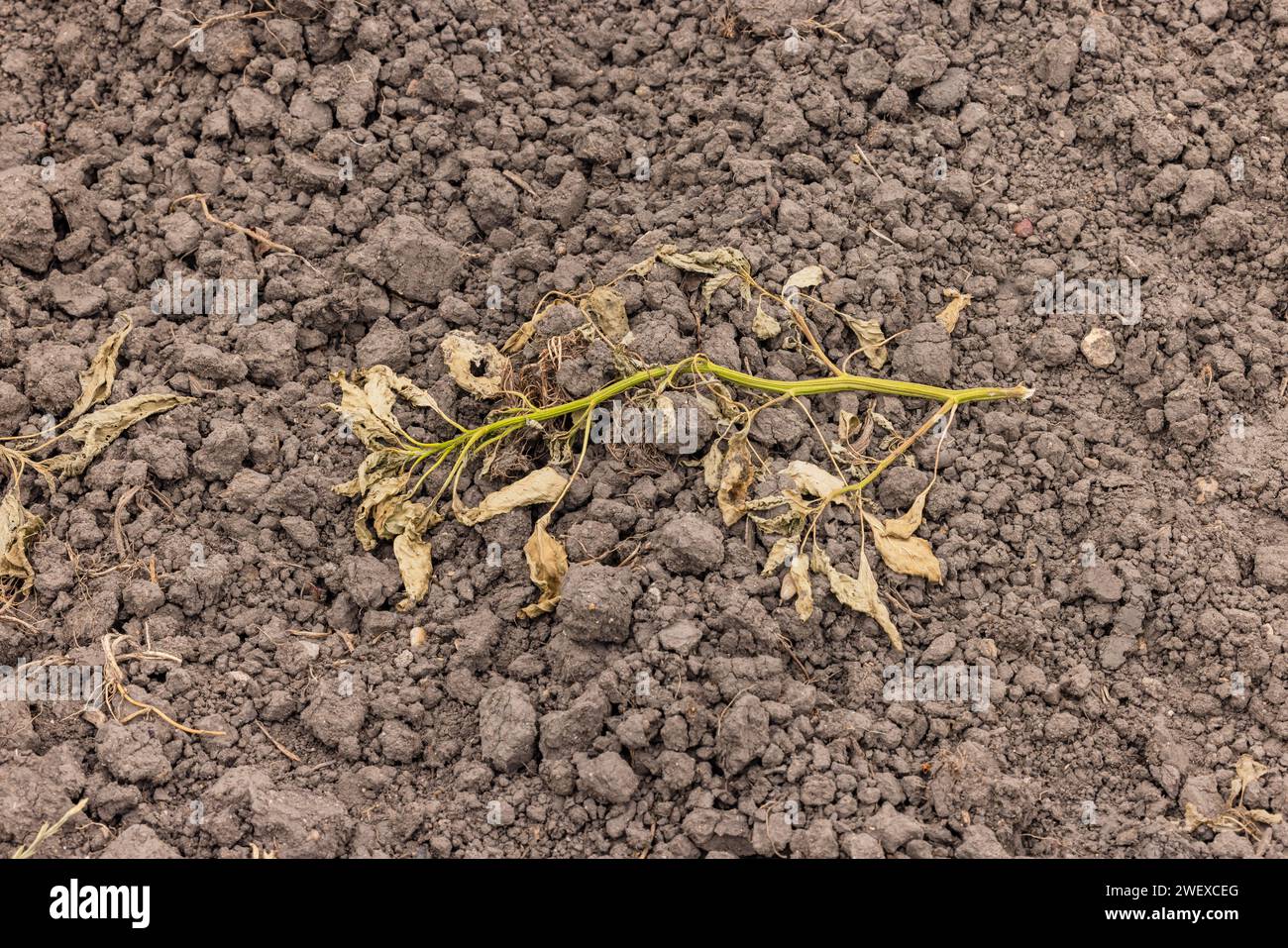 Withered plants and fields on a parched agricultural field due to ...