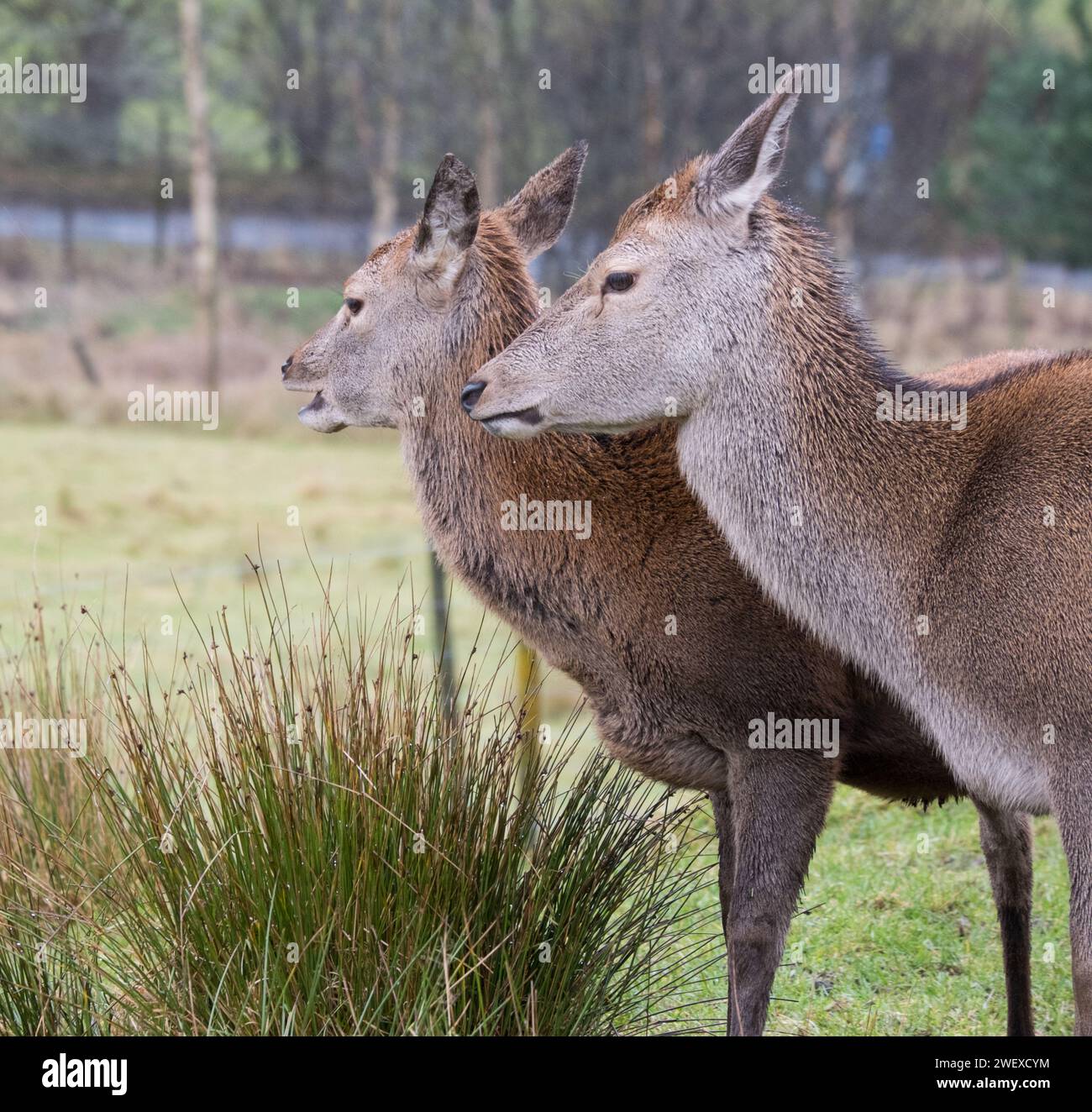 Deer faces hi-res stock photography and images - Alamy