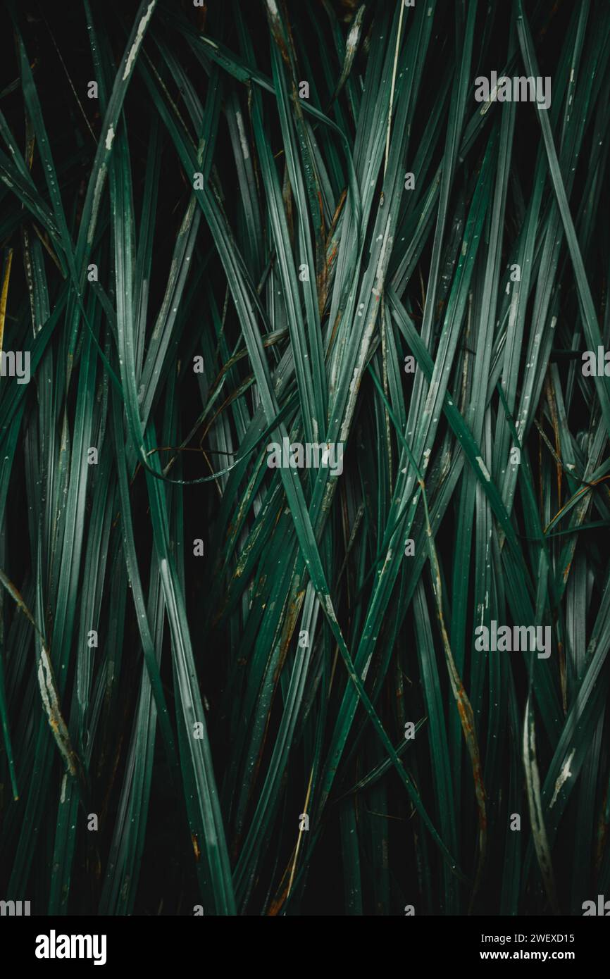 A close-up shot of dark green grass creating a natural pattern Stock ...