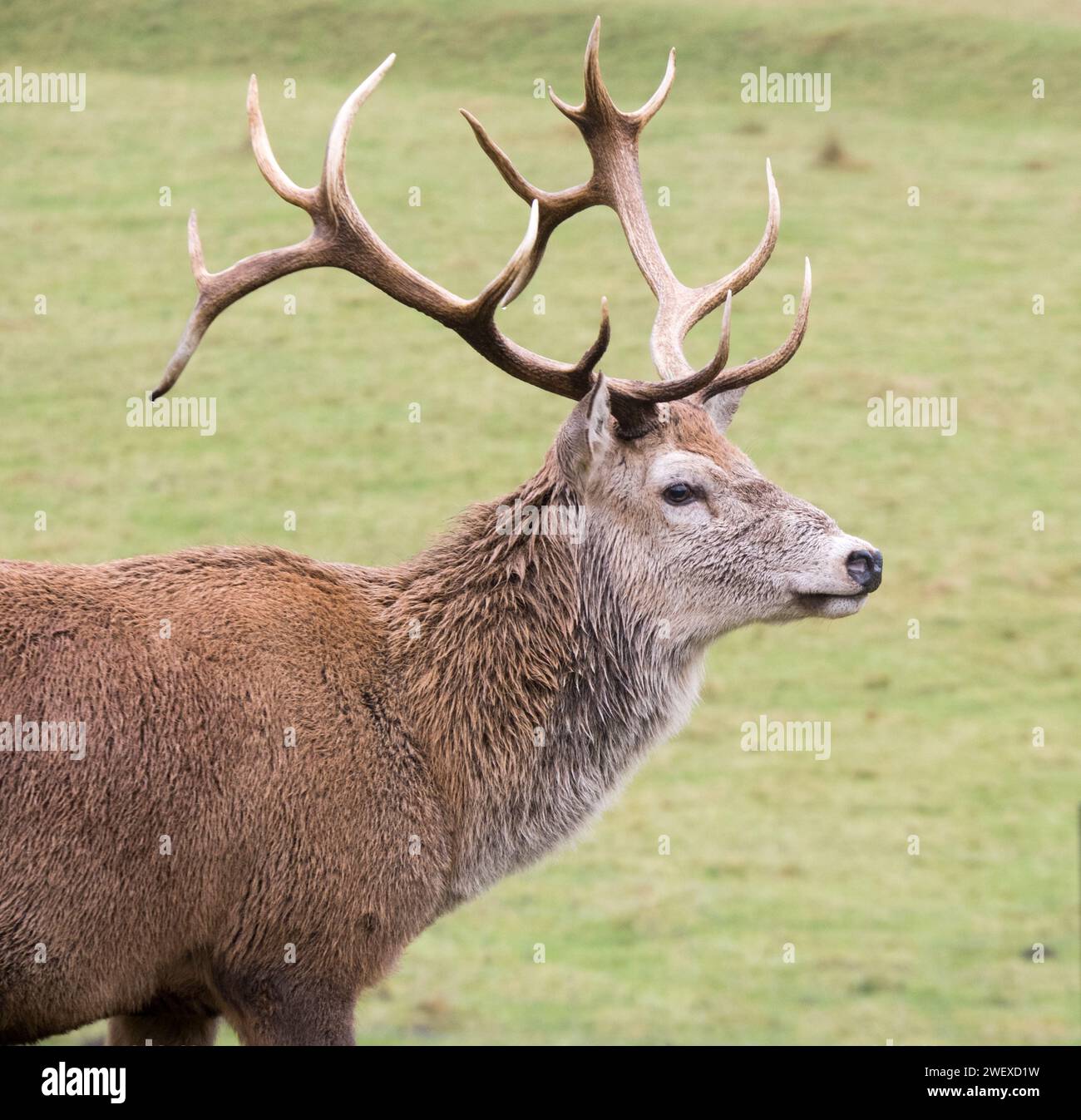 Native animals of scotland hi-res stock photography and images - Alamy