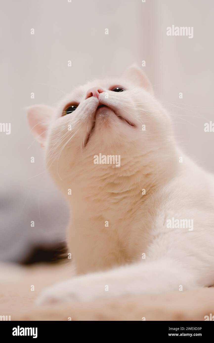 Curious cat cute white hi-res stock photography and images - Alamy