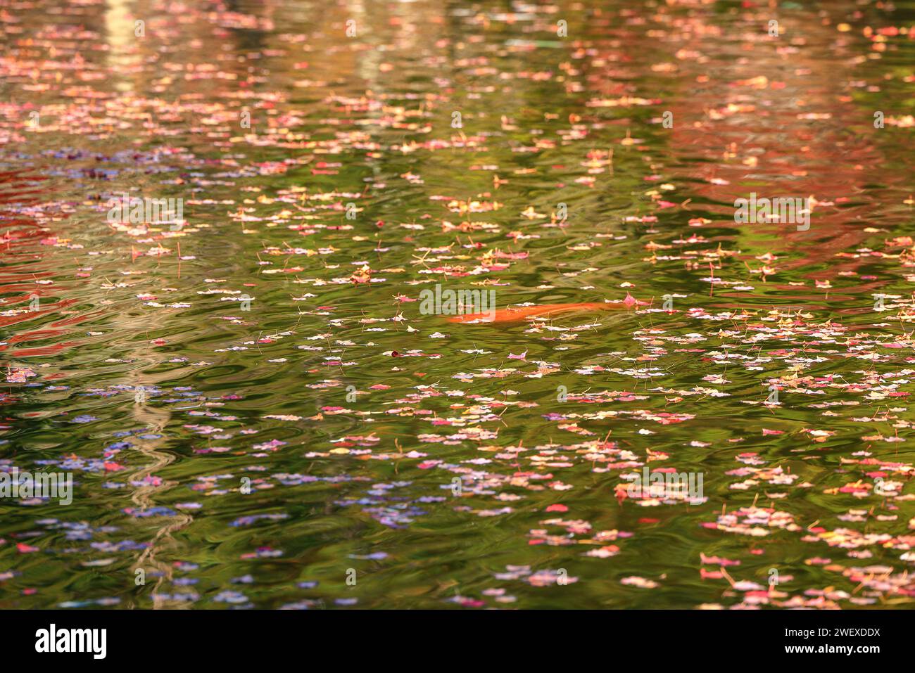 Floating autumn leaf hi-res stock photography and images - Alamy