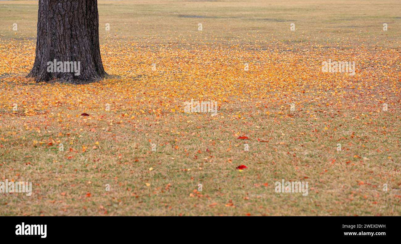 Beautiful golden yellow foliage of ginkgo tree hi-res stock photography ...