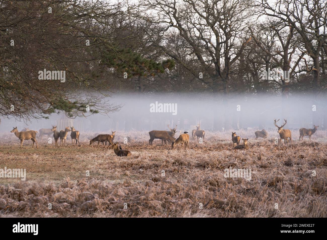 Deer in the hovering mist at Bushy Park Surrey UK Stock Photo - Alamy